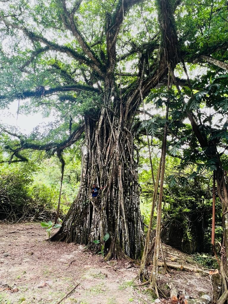 ‘Biggest tree in the Marianas’ is on Rota - Marianas Variety News & Views