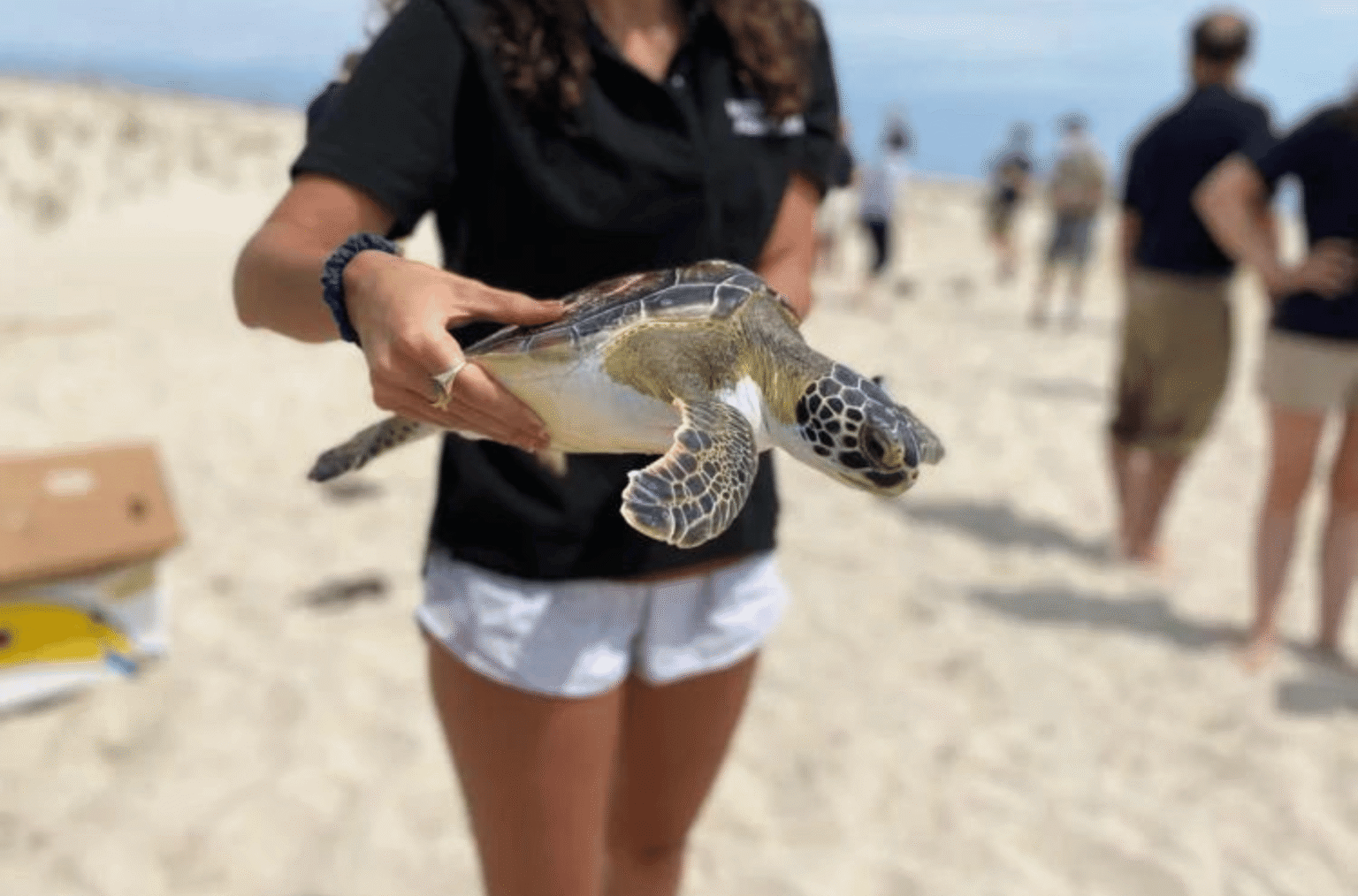 Guam, CNMI included in proposal to preserve turtles' critical habitats ...
