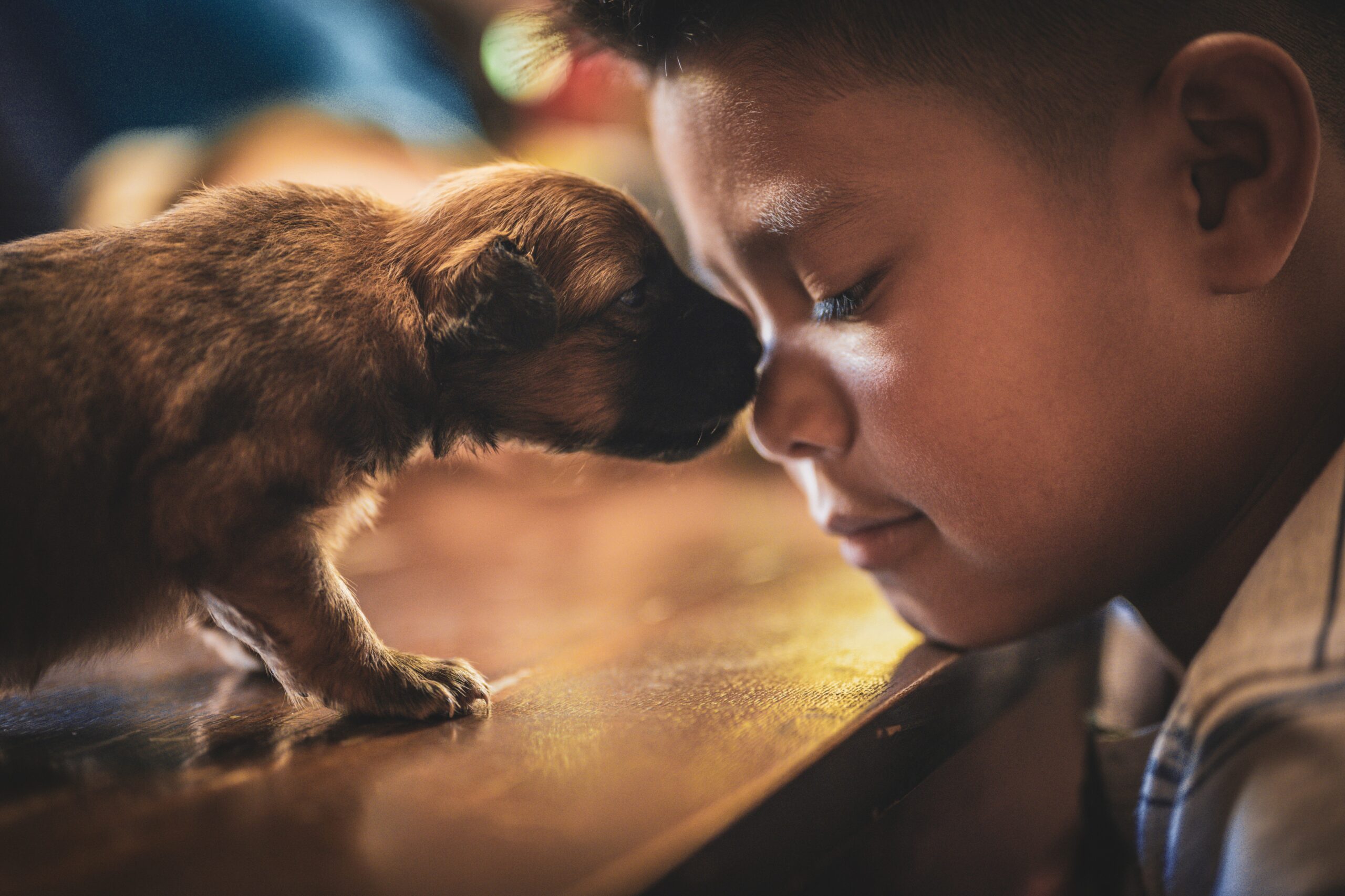 Saipan Humane Society hosts free humane enforcement and animal handling ...